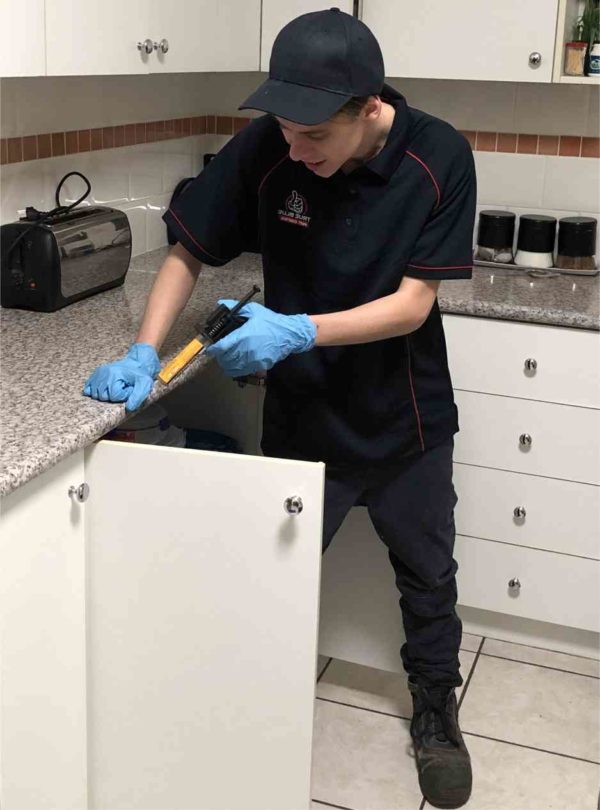 Swarm Pest Control Brisbane – Residential and Commercial pest control ...